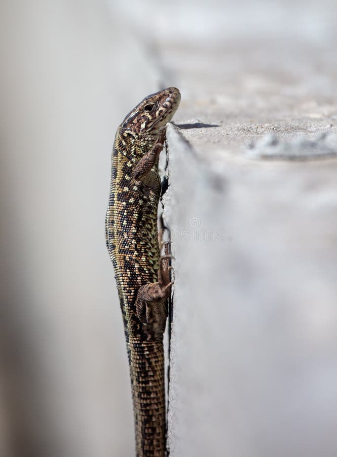 The Lizard Sits on a Concrete Wall Stock Photo - Image of nature ...