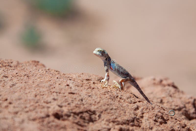 Lizard in the Gobi Desert. Mongolia Stock Photo - Image of cold ...