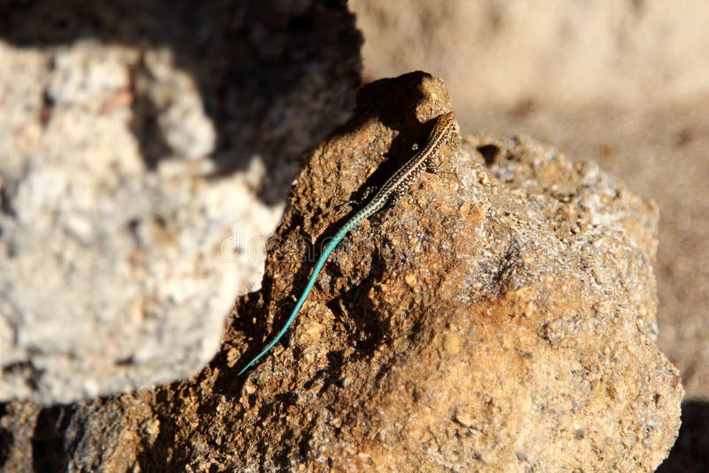 Mediterranean Lizard on a Stone Stock Image - Image of scales, water ...