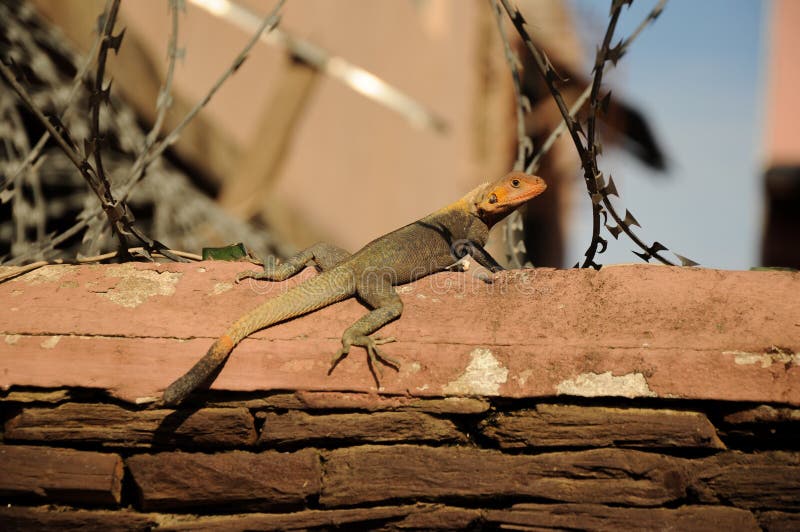 A Lizard Sits on a Rustic Stone Wall between Barbed Wire and Enjoys the ...