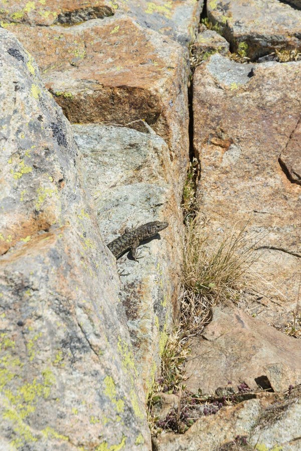 Lizard sitting on stone stock photo. Image of stone, green - 99448348