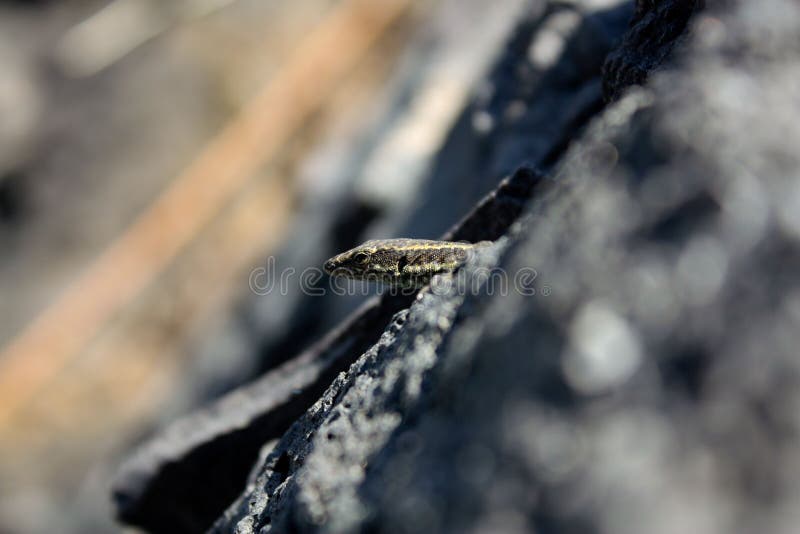 Stone Lizard Enjoys the Warmth of the Sun Stock Photo - Image of warm ...
