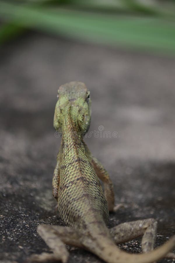 A Lizard is Sitting on the Ground. Stock Image - Image of happiness ...