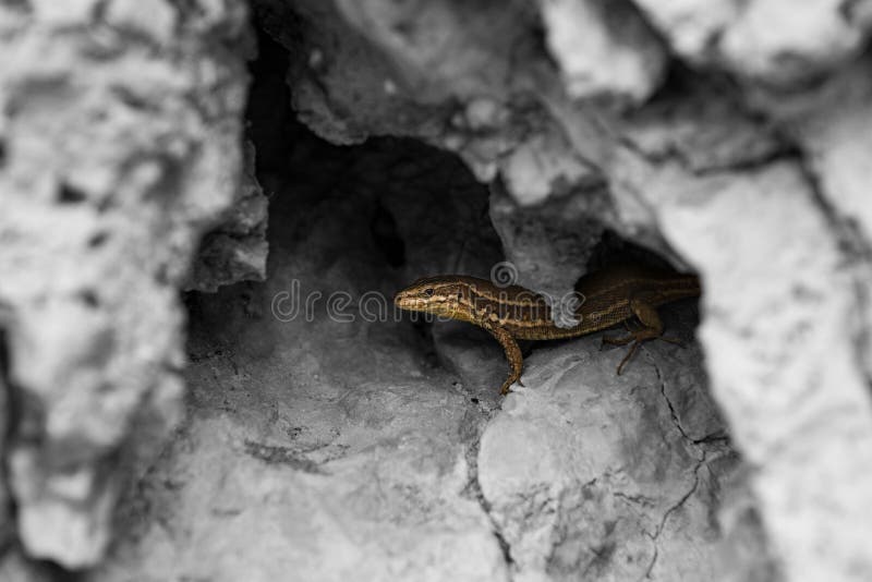 A Lizard is Sitting in a Hell. Stock Photo - Image of tree, rough ...