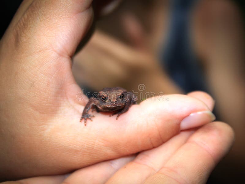 Lizard sitting on his arm stock photo. Image of holding - 207770058
