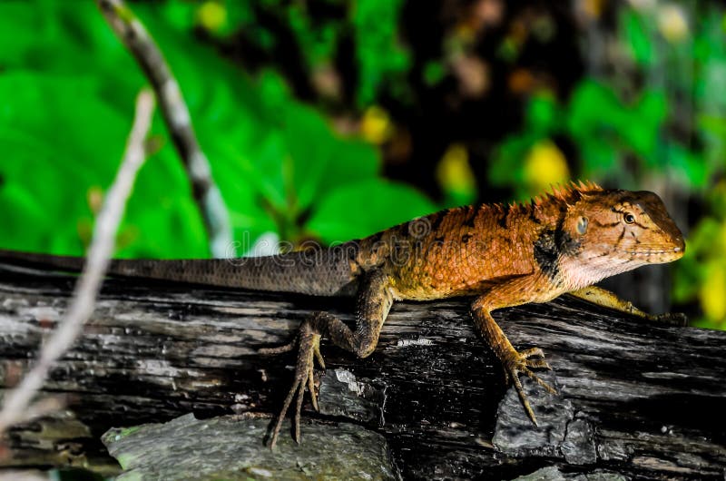 A Lizard is Sitting on a Log in a Green Forest Stock Image - Image of ...