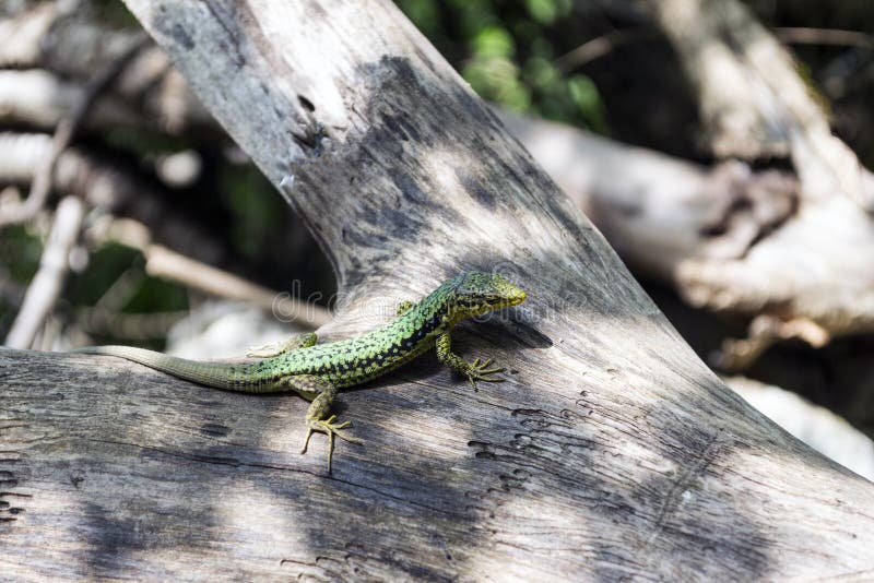 Lizard sitting on a log stock photo. Image of sitting - 199261046