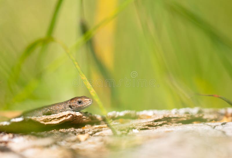 Lizard with Soft Background Stock Photo - Image of lizards, wildlife ...
