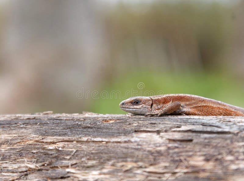 Lizard Sitting on Old Log in Nature Stock Photo - Image of adorable ...