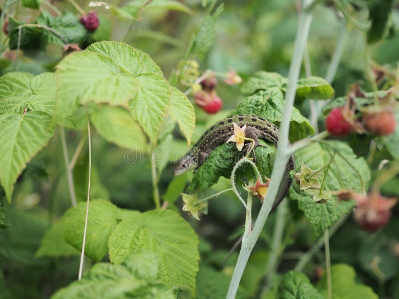 Lizard Sitting on a Raspberry Bush Close-up Stock Image - Image of ...
