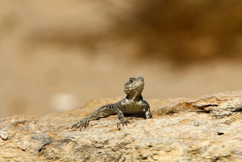 Lizard Sitting on a Rock and Basking in the Sun Stock Photo - Image of ...