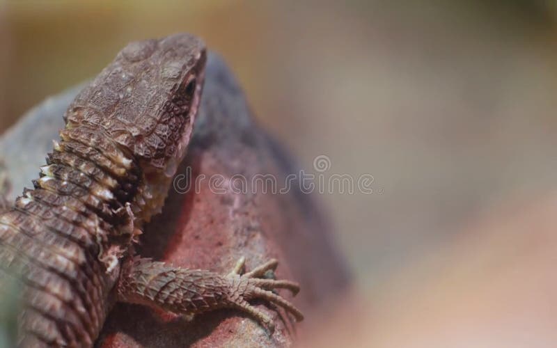 Springs in the Desert Chasm Stock Image - Image of rock, landscape ...
