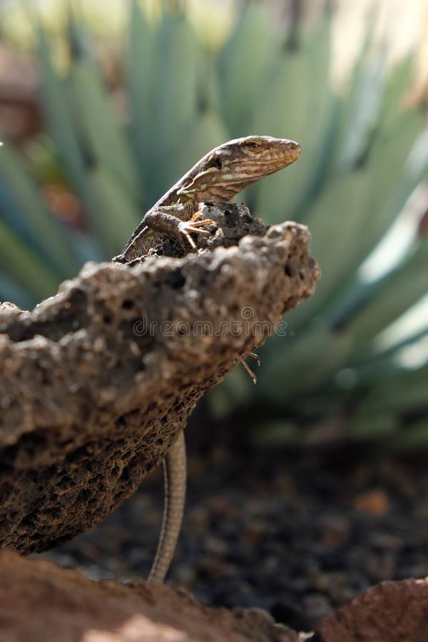 Lizard sitting on rock stock photo. Image of tenerife - 81709702