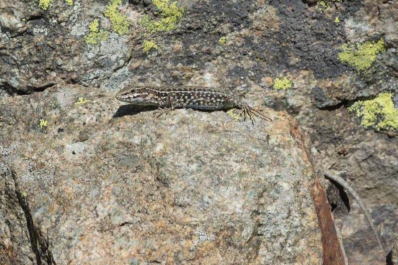 Lizard sitting on stone stock image. Image of skin, rock - 99448305