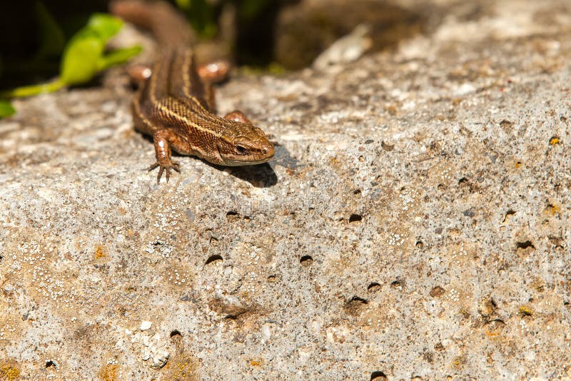 Lizard sitting in the sun stock image. Image of lizard - 89122233