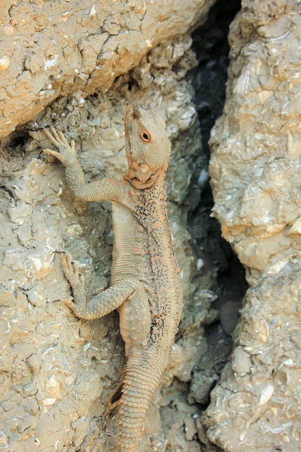 Lizard Sitting in the Sun in the Mountains of Gobustan. Azerbaijan ...