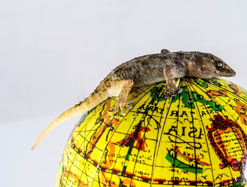 A Lizard is Sitting on Top of a Globe Stock Image - Image of white ...