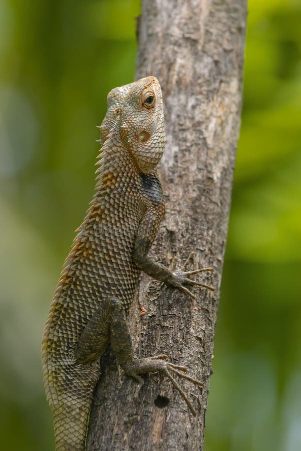 Lizard Sitting on a Tree Stump. Stock Image - Image of leaf, claw: 88470903