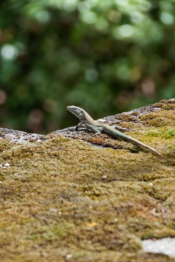 Lizard Sitting on Wall of Stone Stock Image - Image of animal, sitting ...