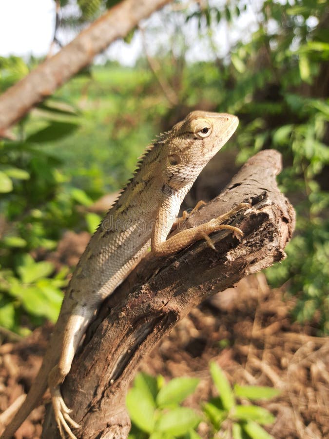 Lizard Sitting In The Sun In The Mountains Of Gobustan. Azerbaijan ...