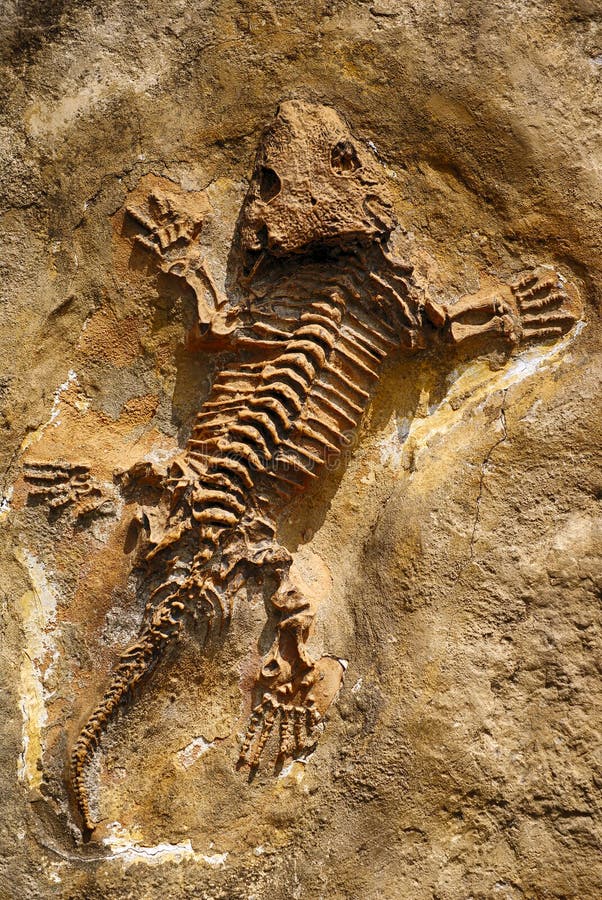 Lizard Skeletom Prehistoric Fossil Editorial Stock Image - Image of ...