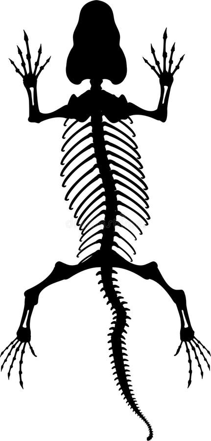 Lizard skeleton 2 stock illustration. Illustration of bone - 1024804