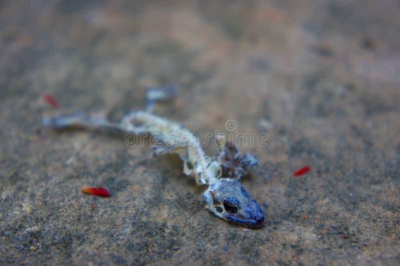 Lizard skeleton stock photo. Image of skeleton, fossil - 43909538