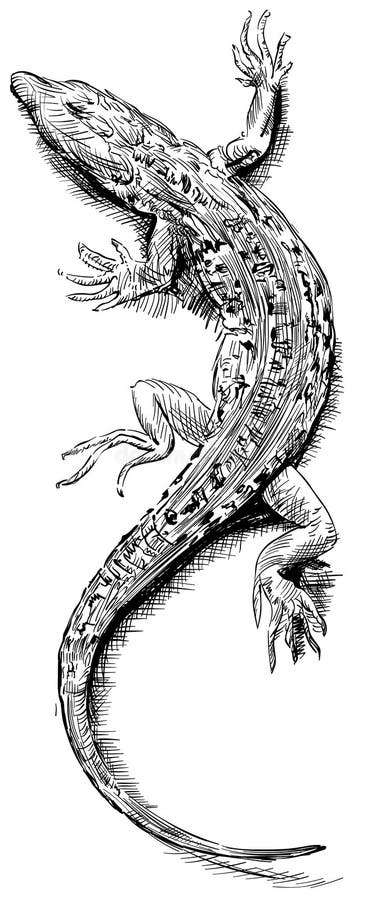 Cool Lizard Drawings
