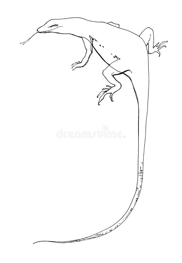 Lizard. Sketch. Graphic Drawing with a Pen. Ink Stock Illustration ...