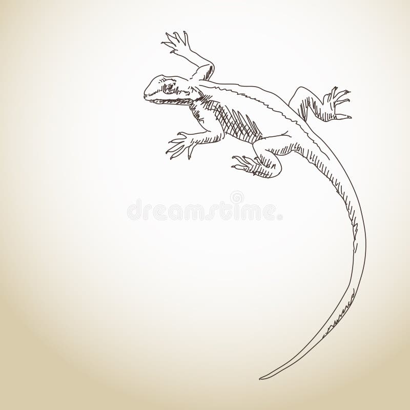 Lizard sketch stock illustration. Illustration of crawling - 29354964