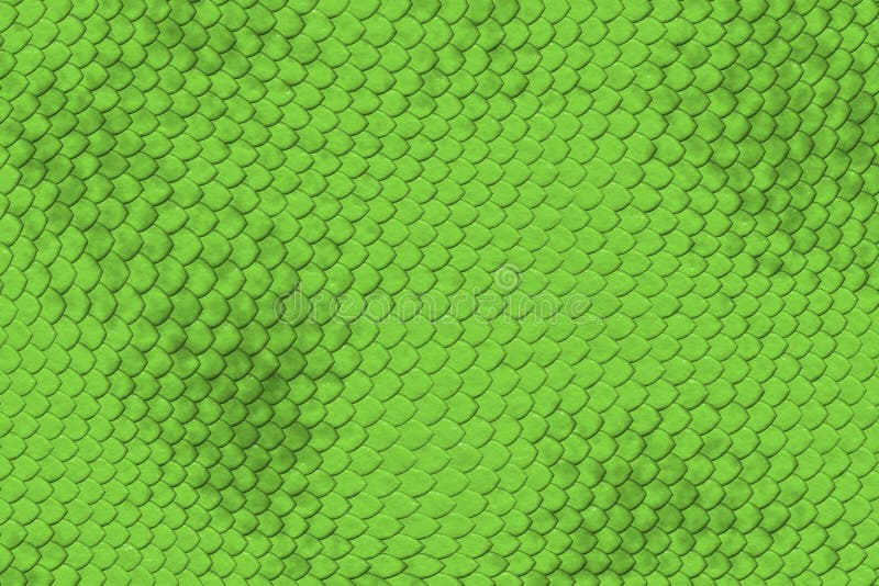 Lizard Skin Pattern stock photo. Image of wildlife, green - 26999702
