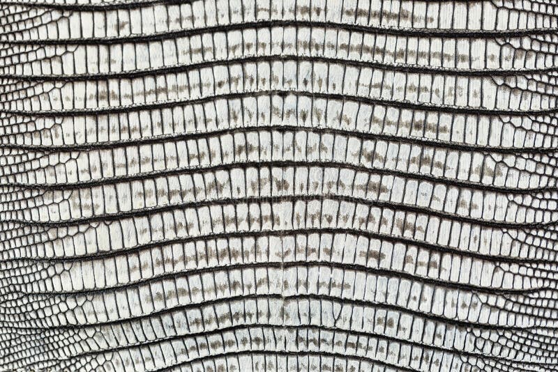 Lizard skin stock image. Image of colorful, chamaeleo - 21407373