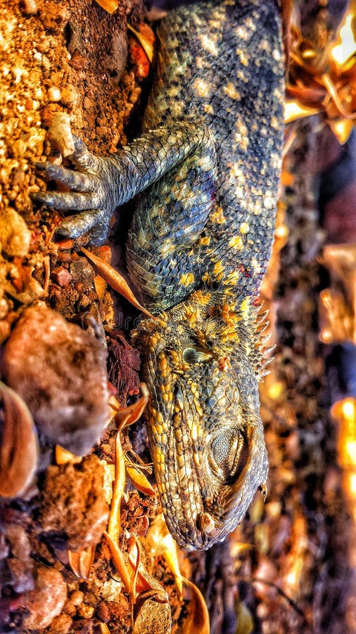 A lizard stock image. Image of south, show, morocco, sleeping - 99648319
