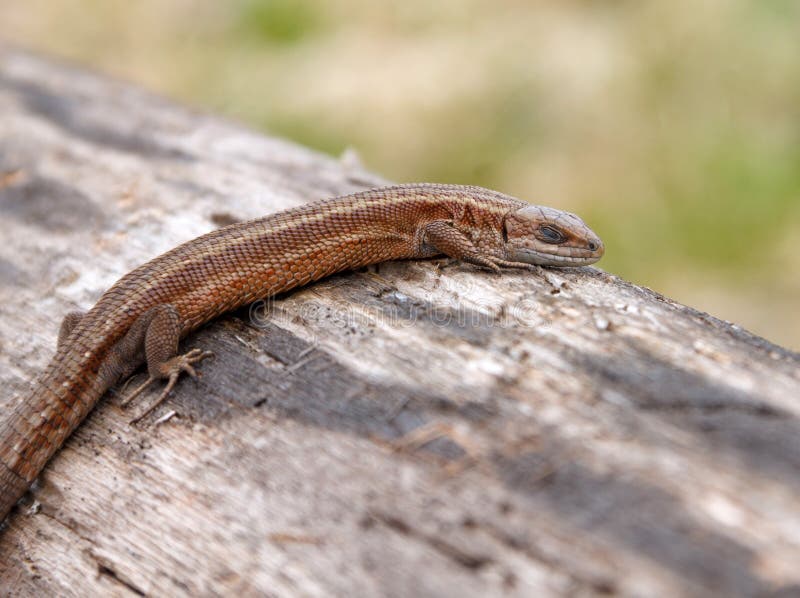 Lizard Sleeping on Old Log in Nature Stock Image - Image of outside ...