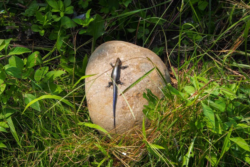 A Lizard is Sleeping on the Rock Stock Image - Image of grass, sunlight ...
