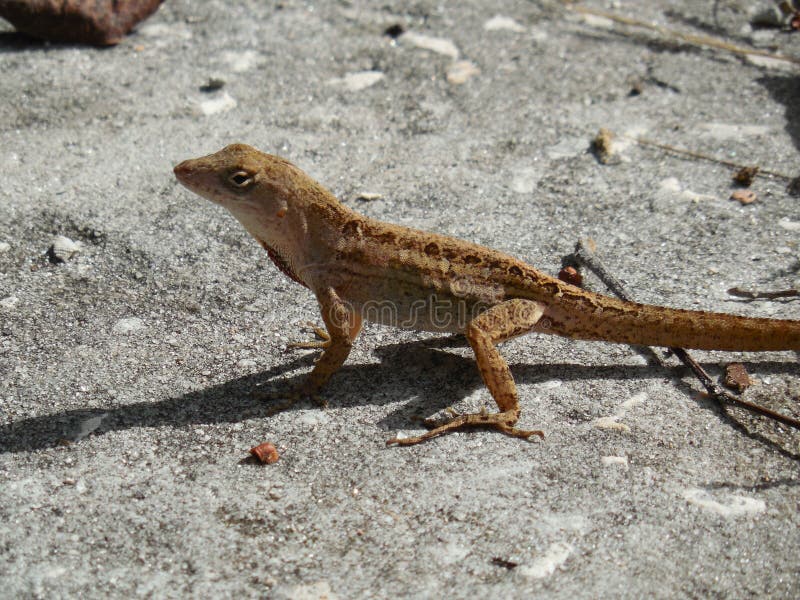Small Brown Lizard Stock Photos - Download 6,530 Royalty Free Photos