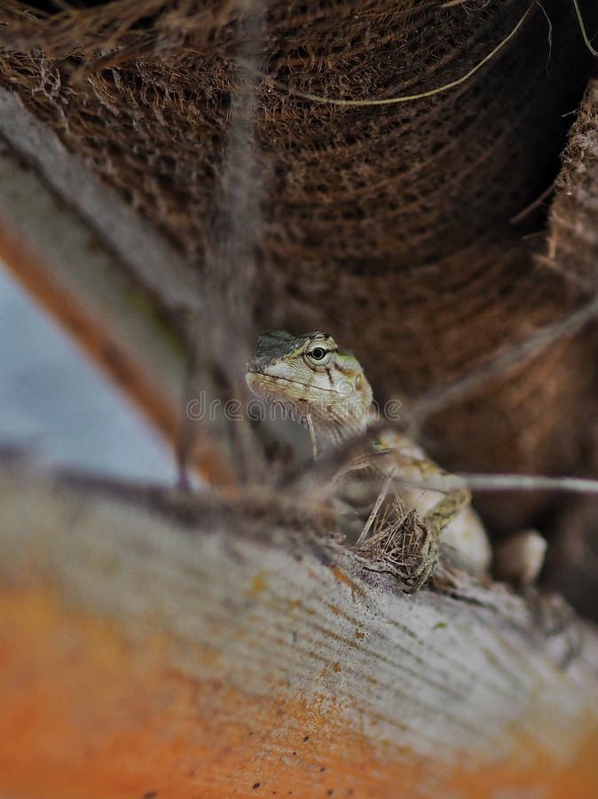 Lizard stock photo. Image of small, 25mm, cute, animal - 106195406