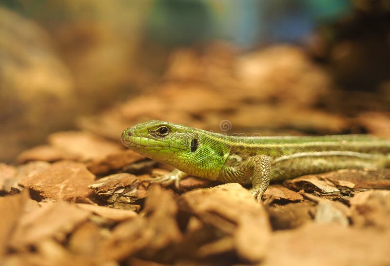 Lizard stock image. Image of green, stones, lizard, small - 91830303