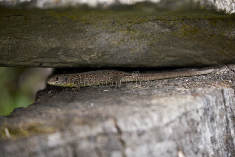 Lizard stock photo. Image of wildlife, small, amphibians - 92472580