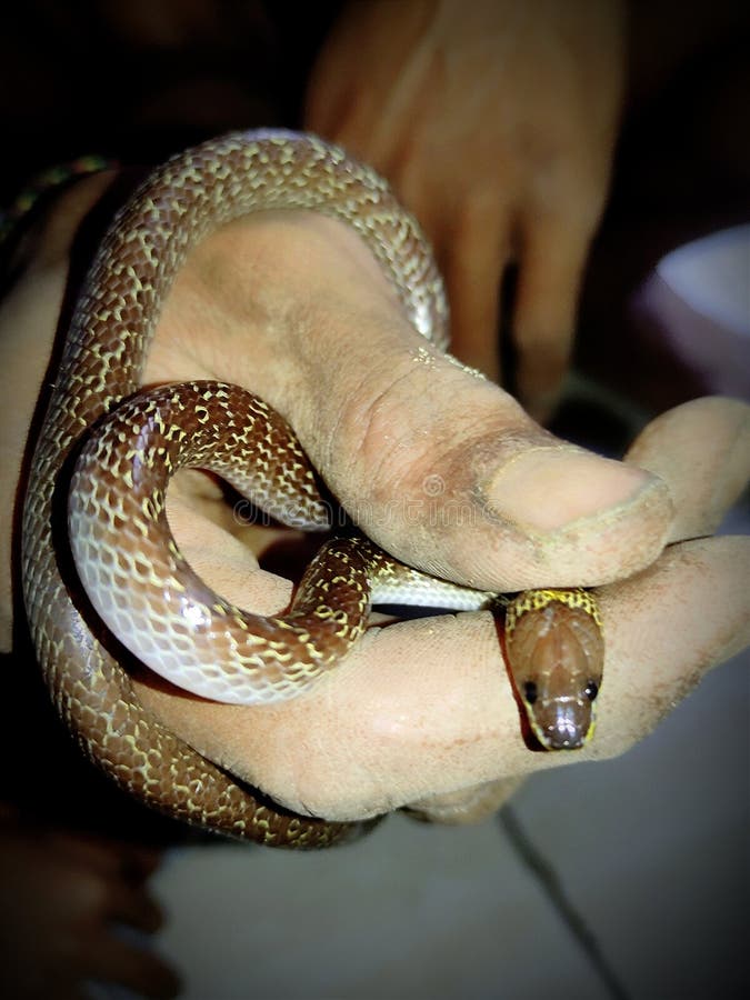 X28 Lycodon Capucinus Stock Photos - Free & Royalty-Free Stock Photos ...