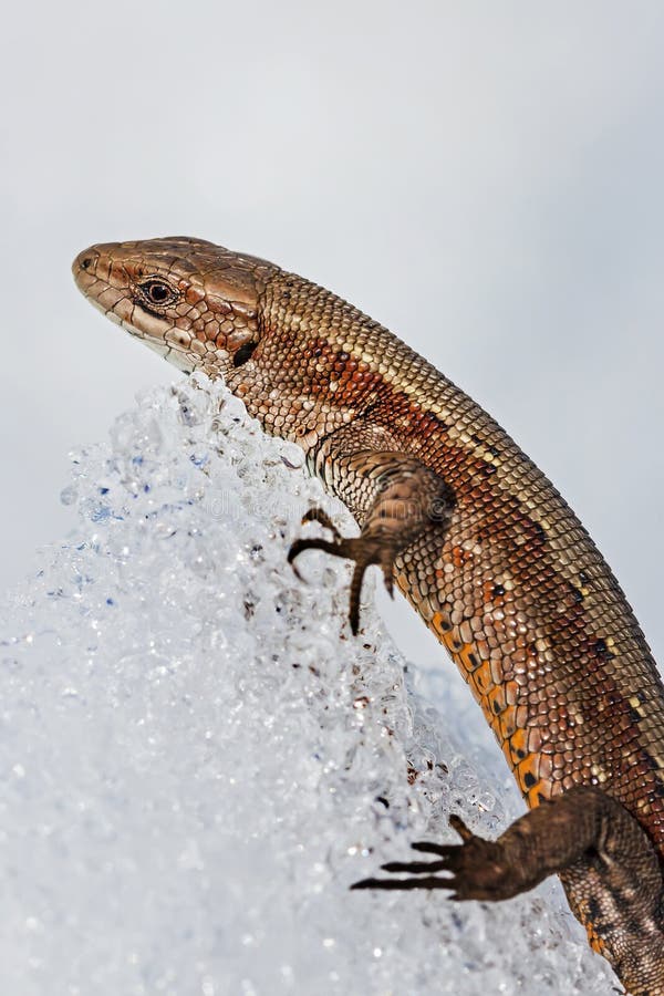 The Lizard in the Snow (lat. Lacerta Agilis) Stock Photo - Image of ...