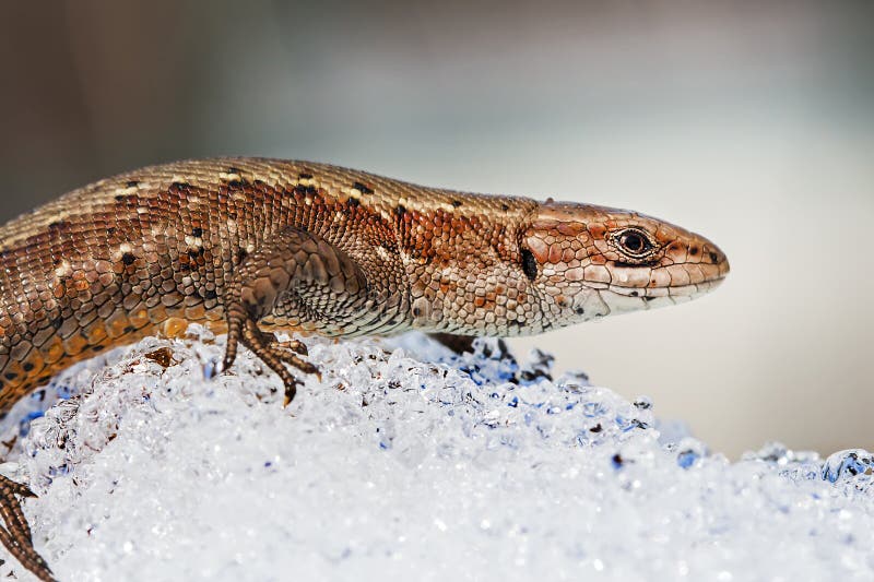 The Lizard in the Snow (lat. Lacerta Agilis) Stock Photo - Image of ...