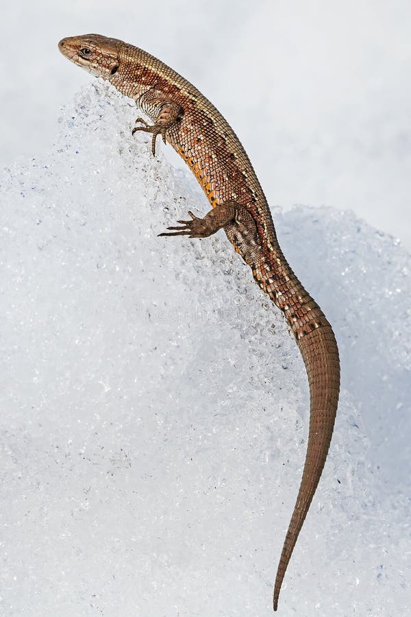 The Lizard in the Snow (lat. Lacerta Agilis) Stock Photo - Image of ...