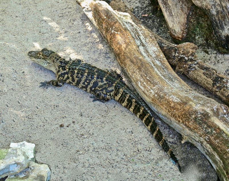 Lizard South West Florida stock photo. Image of south - 226337658