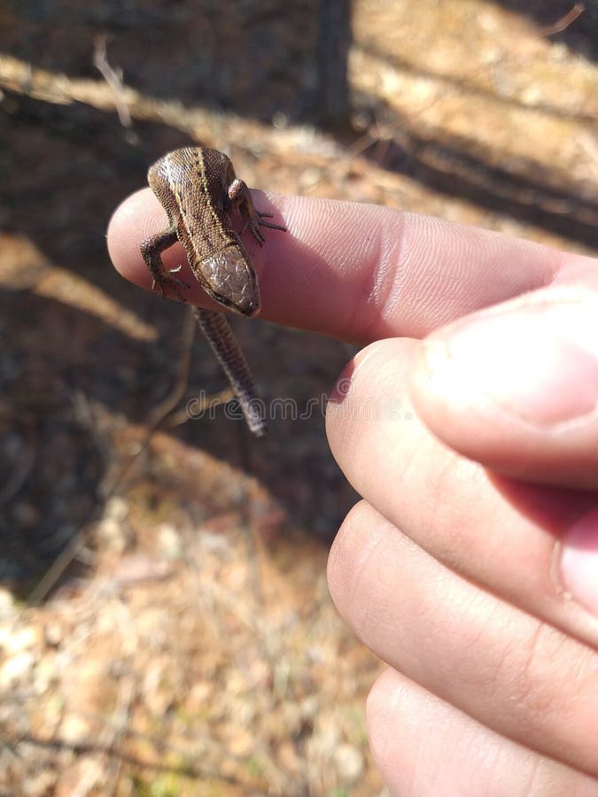 Lizard in spring stock photo. Image of limb, organ, food - 208043824
