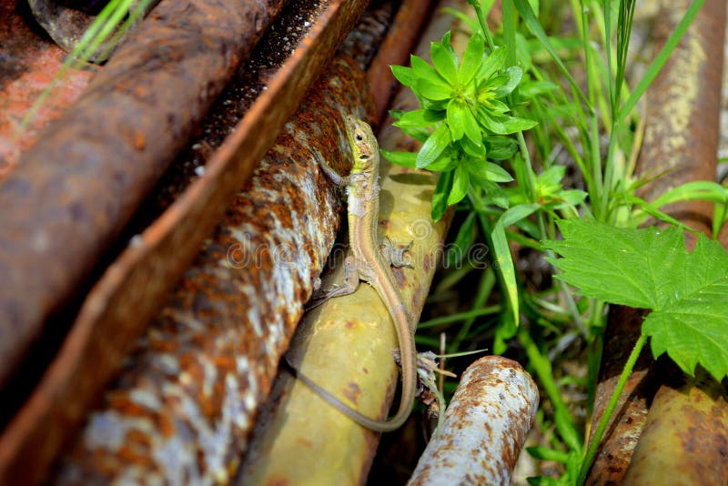 Lizard in the spring stock image. Image of seasonal, female - 37540493