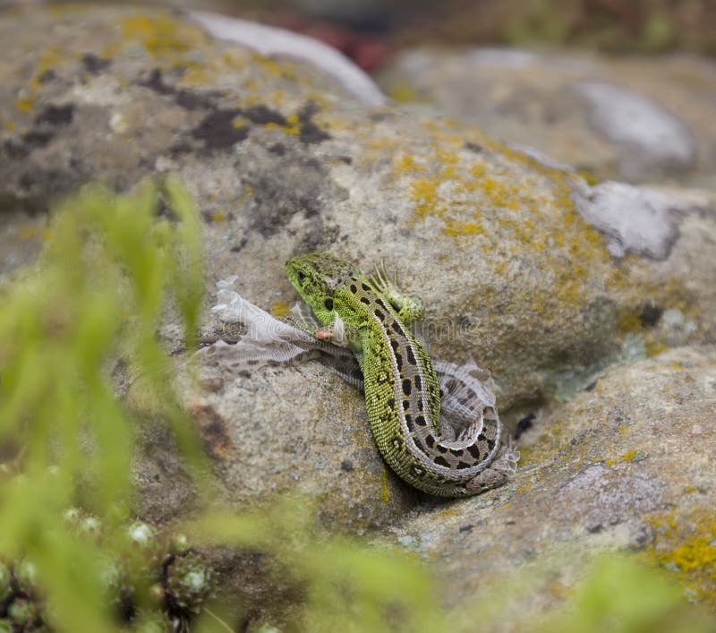 Lizard stock image. Image of nature, lichen, european - 63272783