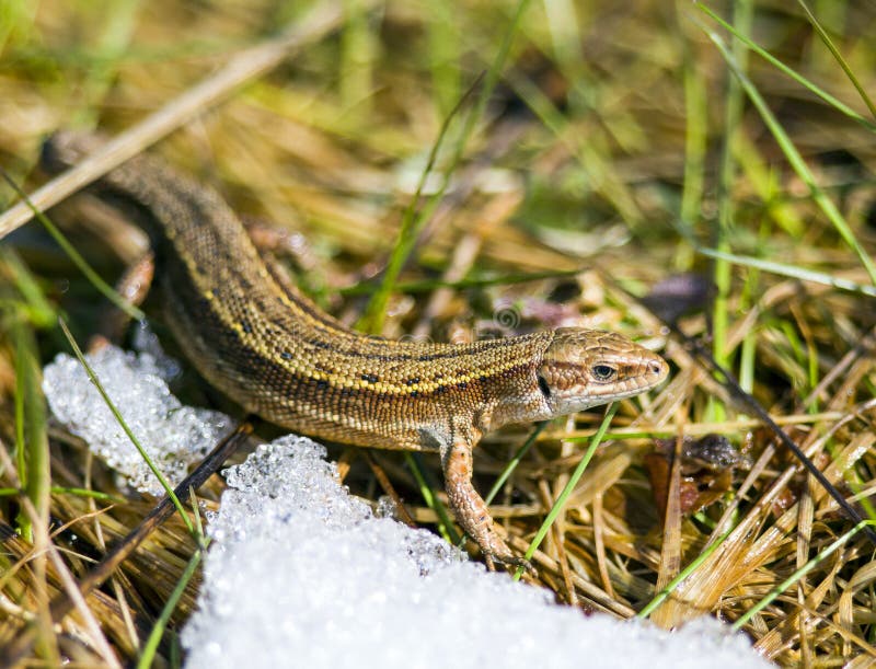 The Lizard in the Snow (lat. Lacerta Agilis) Stock Photo - Image of ...