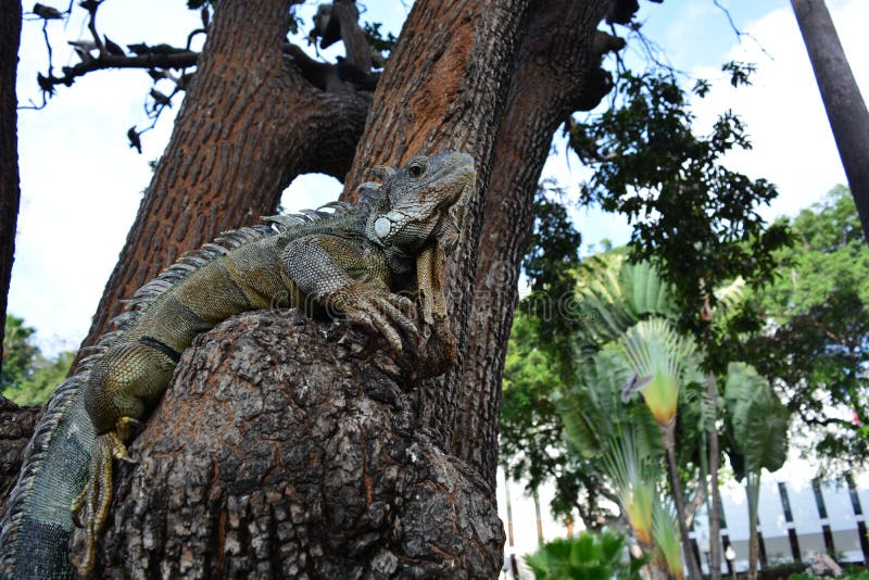 A Lizard in a Square of Guayaquil, Ecuador Stock Image - Image of tree ...