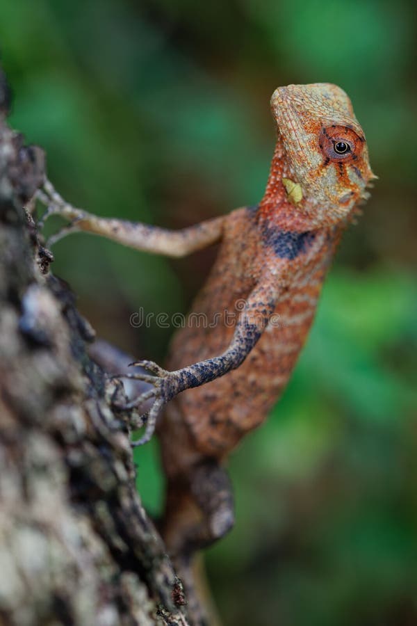 A Lizard Standing on the Branch of a Tree and Looking at the Camera ...